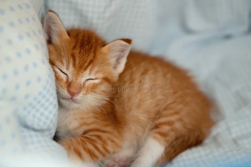 Orange Thai Kitten, 1 Month Old, Sleeping in the House Stock Image ...