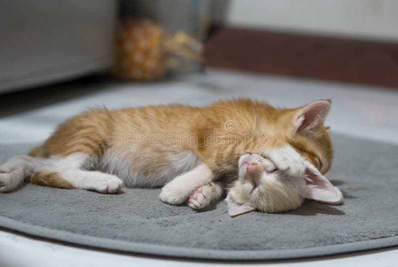 Orange Thai Kitten, 4 Month Old, Sleeping in the House Stock Photo ...