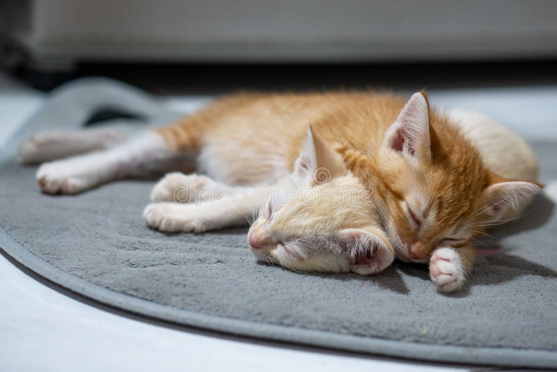 Orange Thai Kitten, 4 Month Old, Sleeping in the House Stock Photo ...