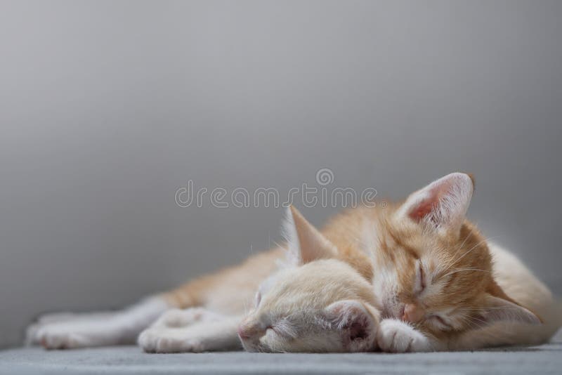 Orange Thai Kitten, 4 Month Old, Sleeping in the House Stock Photo ...