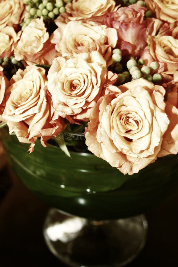 Orange thai roses 021 stock photo. Image of blooms, leaves - 280038