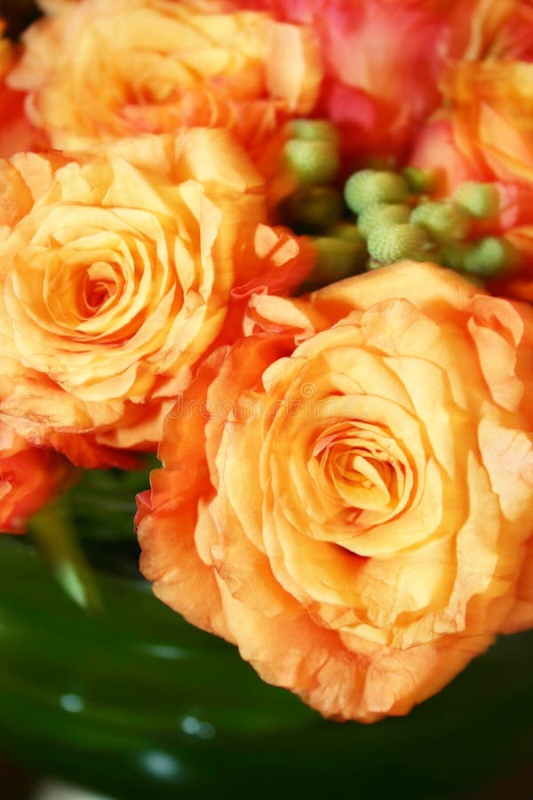 Orange thai roses 021 stock photo. Image of blooms, leaves - 280038