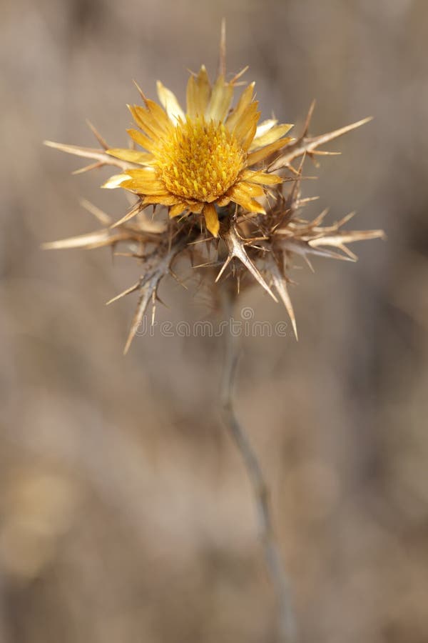 Orange thistleblomma arkivfoto. Bild av vild, natur, blomma - 26676434
