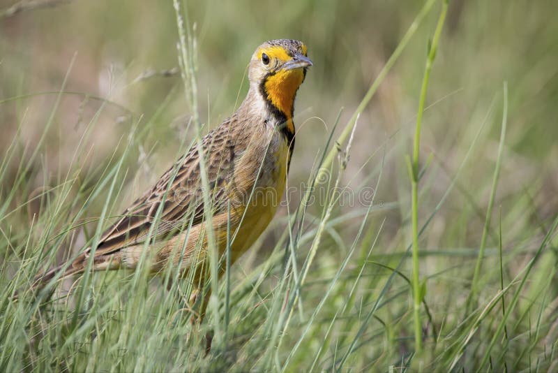 Orange Throated Cape Long-claw Walking in Long Green Grass Stock Image ...