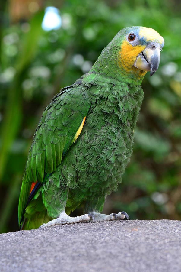 Green Parrot portrait stock photo. Image of posing, avian - 61716134