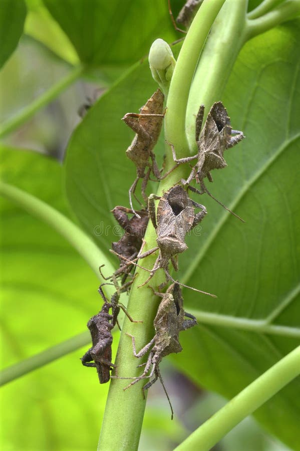 Orange Tipped Leaf Footed Bugs Stock Image Image Of Arthropod Nymphs 80007179
