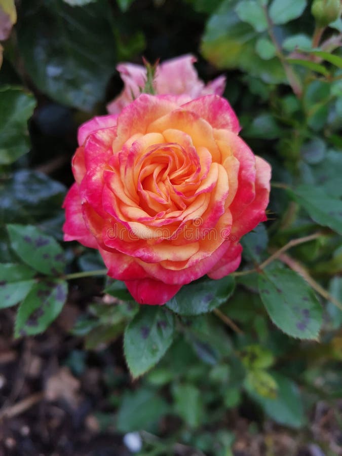 Orange to Red Rose stock image. Image of shrub, pink - 204800753