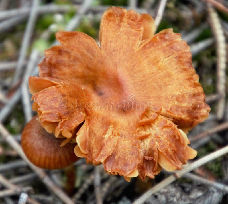 Orange Toadstool Coming Out Stock Image - Image of desert, beauty: 62773953