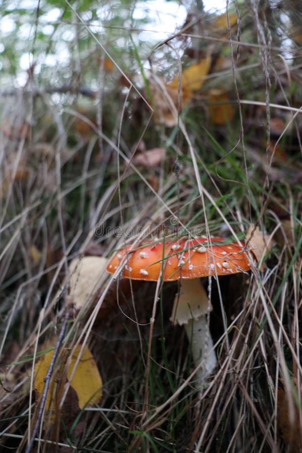 Orange Toadstool Mushroom Hidden in Tall Grass Stock Image - Image of ...