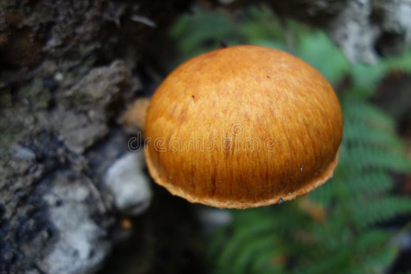 Orange Toadstool on a Tree stock photo. Image of fungi - 164245664