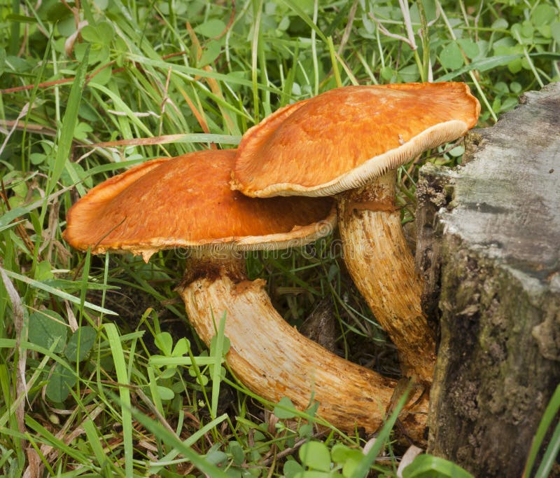 Orange Toadstools stock image. Image of stump, fungus - 71595173