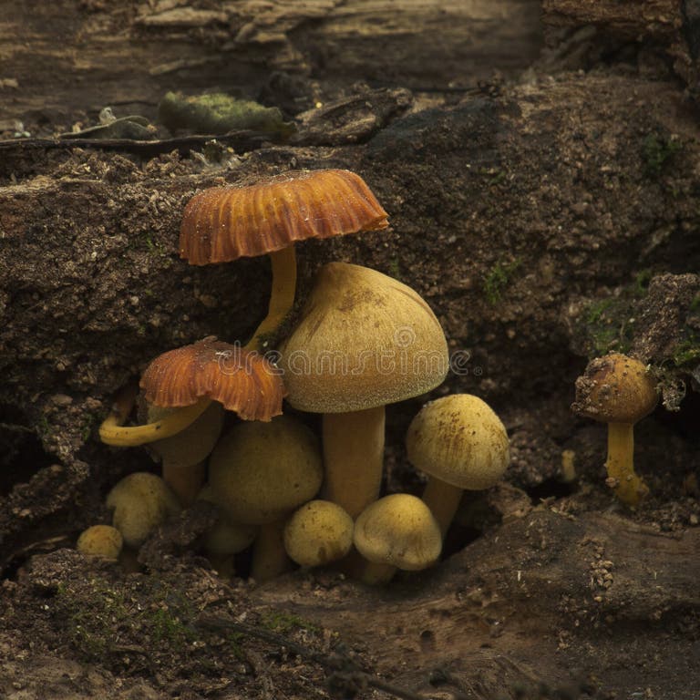 Orange Toadstools stock image. Image of group, toadstools - 66913447