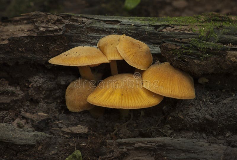Orange Toadstools stock photo. Image of fungus, poison - 32713766
