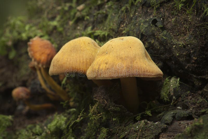 Orange Toadstools stock image. Image of fungi, bush, yellow - 66913501