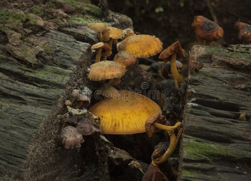 Trio orange toadstools stock photo. Image of fungi, three - 84949564