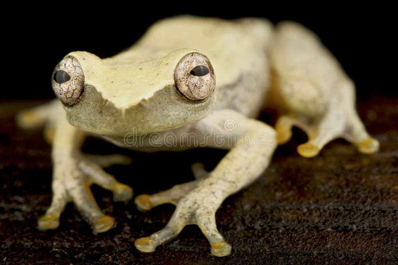Orange Toed Tree Frog Dendropsophus Sp. Stock Image - Image of south ...