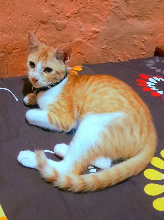 Orange Tomcat Relaxing in Bed Stock Photo - Image of male, tomcat ...