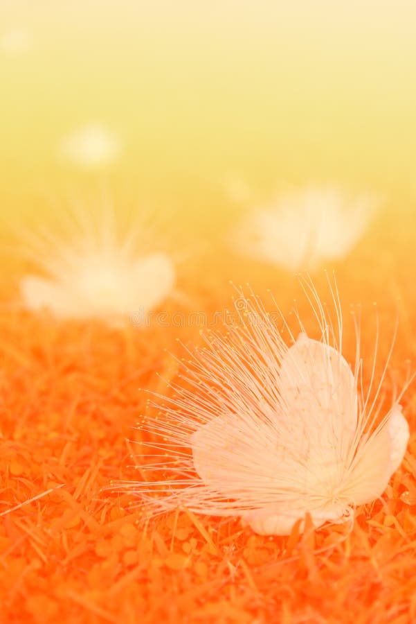 621 Poison Tree Wallpaper Stock Photos - Free & Royalty-Free Stock ...