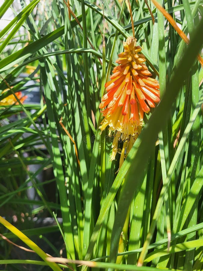 Orange Torch lily plant stock image. Image of orange - 286488343