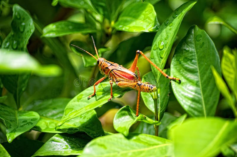 Orange Toxic Lubber Grasshopper Stock Image - Image of eastern, toxic ...