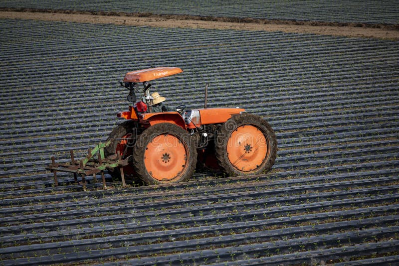 Orange Tractor Driven by Man in Straw Hat Pulling Cultivator in ...