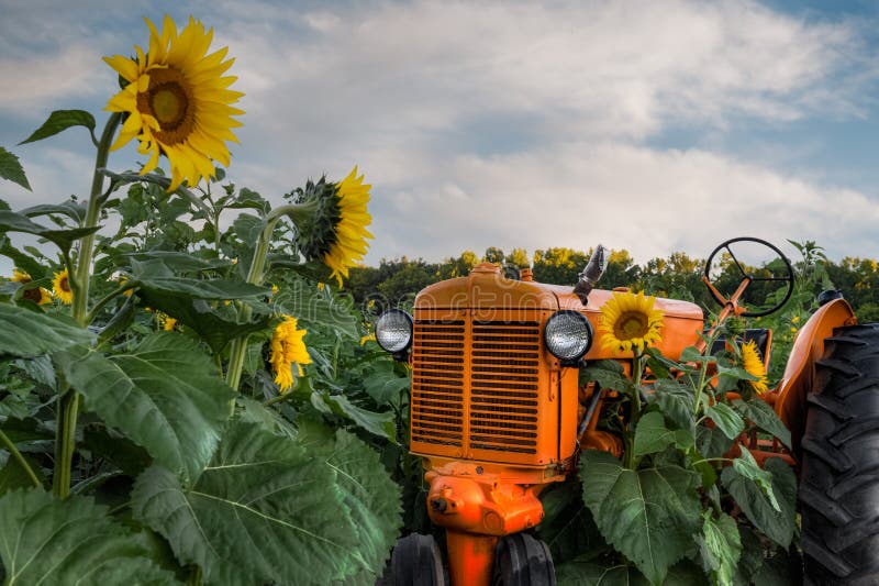 Orange Tractor Sits in Amongst Sunflower Plants Stock Photo - Image of ...