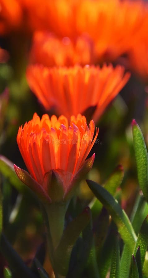 Orange Trailing Ice Plant Blossoms Stock Photo - Image of areas ...