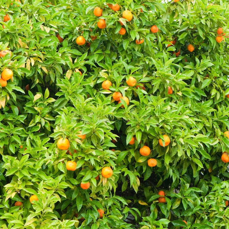 Orange Tree stock image. Image of natural, oranges, water - 10177471