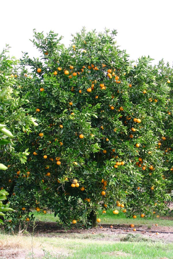 Orange Tree stock image. Image of natural, delicious, tree - 121039