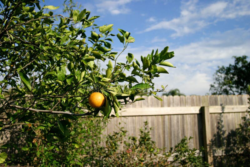 Florida Orange Production stock photo. Image of delicious - 630606