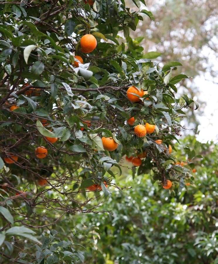 Orange tree stock image. Image of citrus, fruit, organic - 13331285