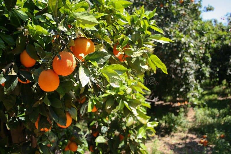 Orange tree stock image. Image of climate, agriculture - 13716381