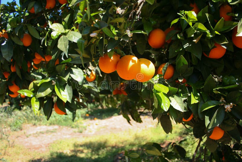 Orange tree stock image. Image of climate, agriculture - 13716381