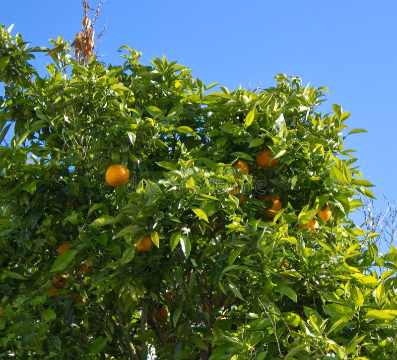 Orange tree stock photo. Image of nature, flora, leaf - 14457484