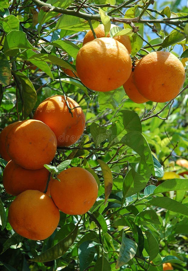 Orange tree stock image. Image of decoration, agriculture - 1834339