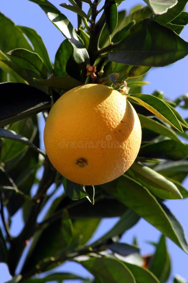 Orange tree stock photo. Image of oranges, juice, lifestyle - 1838892