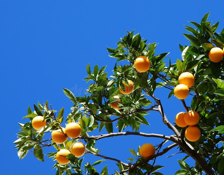 1,334,403 Orange Tree Stock Photos - Free & Royalty-Free Stock Photos ...