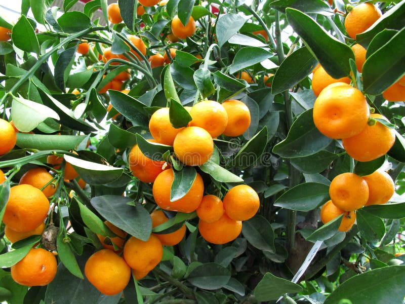 12,000+ Orange tree Free Stock Photos - StockFreeImages