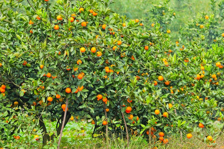 1,457 Orange Fruit Tree Tropical China Stock Photos - Free & Royalty ...