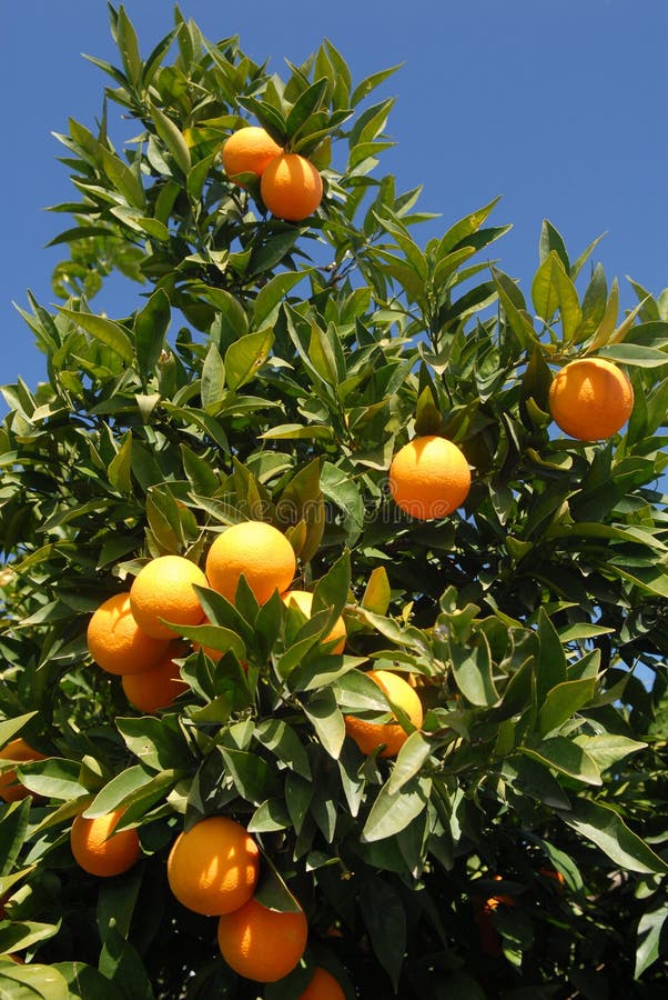 Orange tree stock photo. Image of trees, ripe, agriculture - 23113096