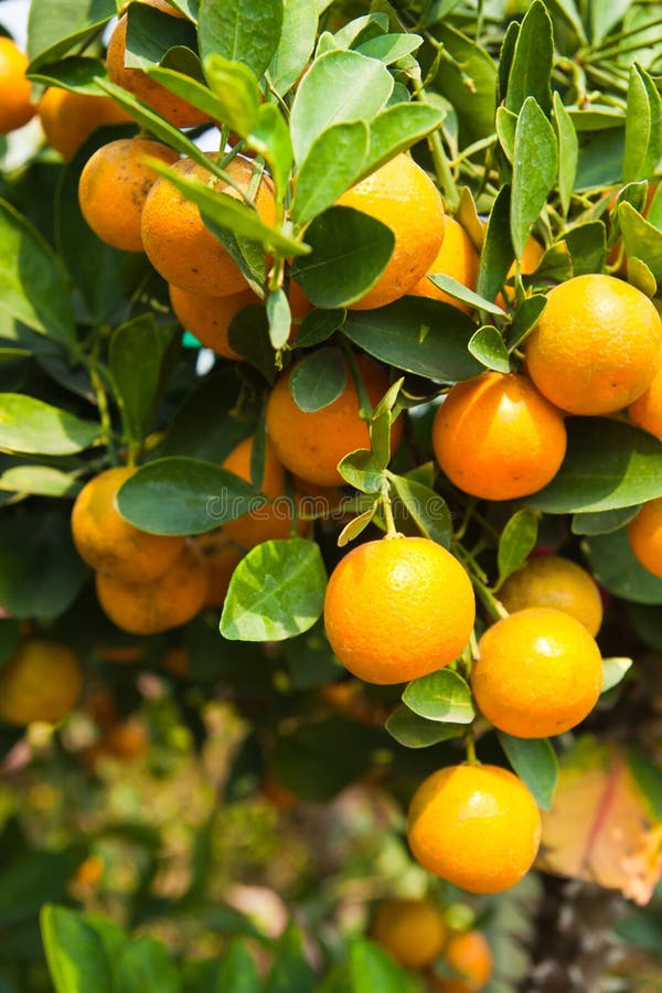 Orange tree stock image. Image of climate, agriculture - 13716381