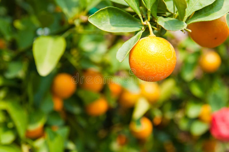 Orange on tree stock photo. Image of citrus, abundance - 23596028