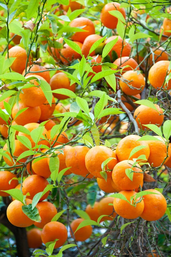 Orange Tree stock photo. Image of garden, diet, citrus - 24820202