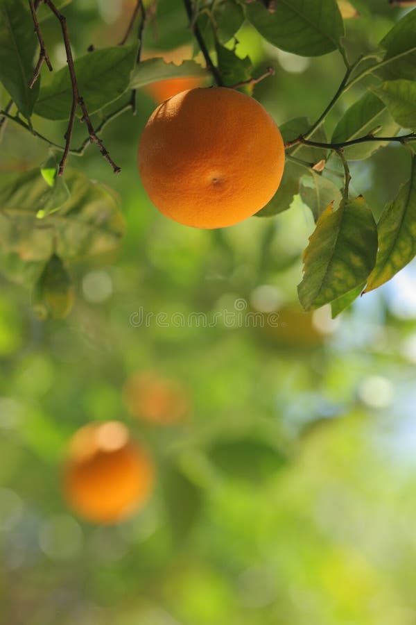 Orange orchard tree stock photo. Image of healthy, horizontal - 2659216