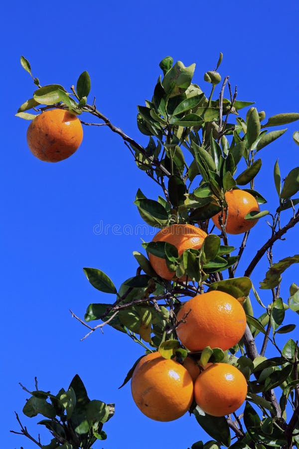 The orange tree stock image. Image of florida, farm, collect - 27201695