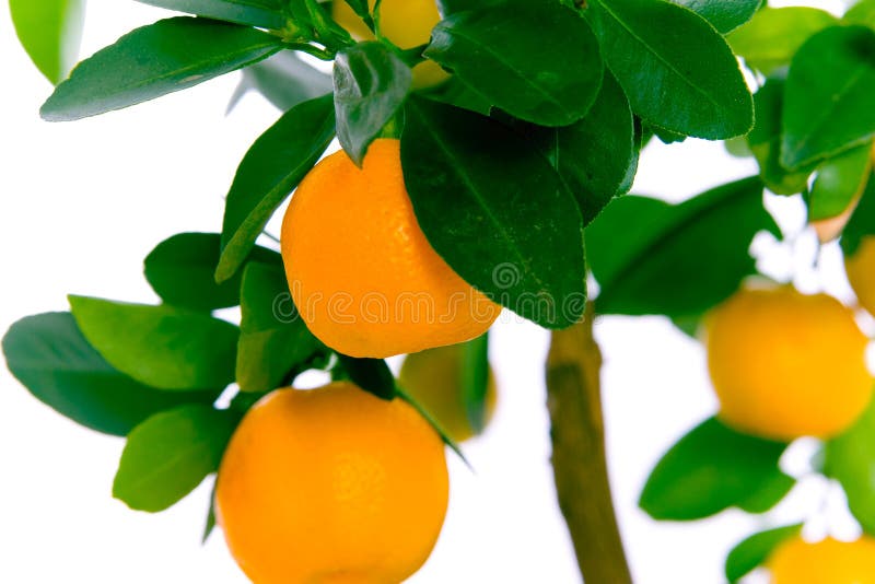 Orange on tree stock image. Image of blossom, freshness - 3584779