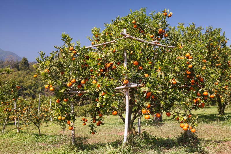 Ny Apelsin På Växten, Orange Träd. Fotografering för Bildbyråer - Bild ...