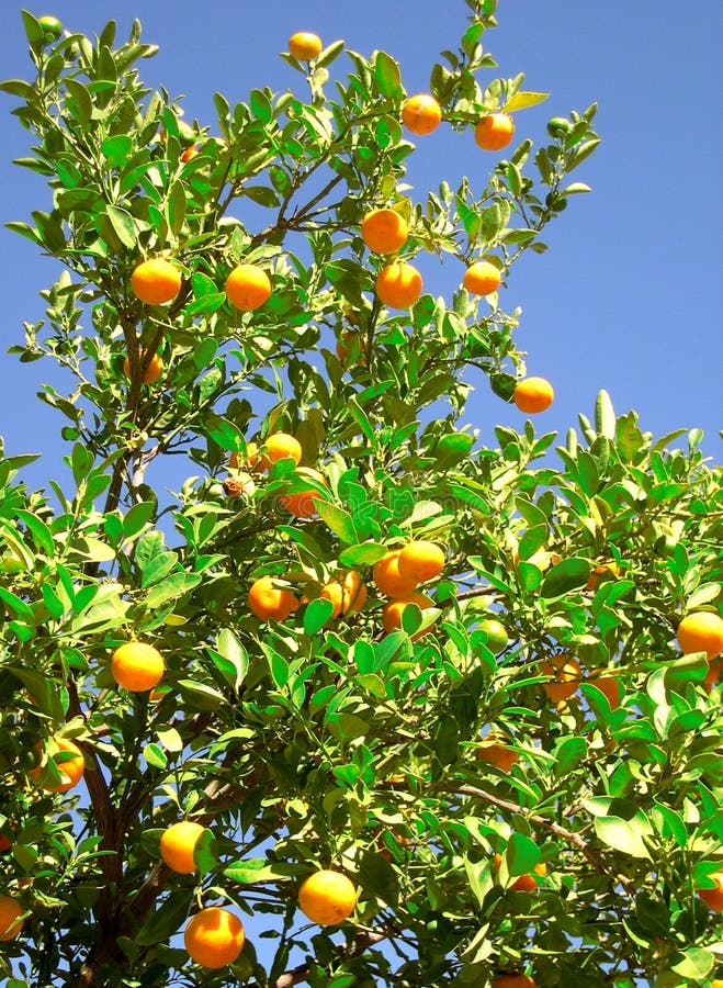 Orange Tree Stock Image - Image: 50941