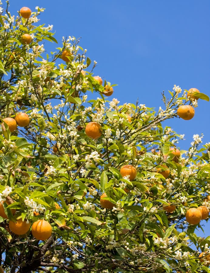 Orange Tree stock image. Image of leaves, blooming, blossom - 5720813