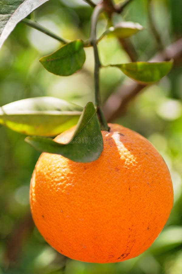 Orange tree stock photo. Image of farm, tropical, fresh - 902248